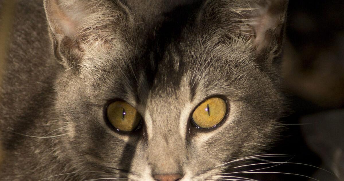 Havelock-Belmont-Methuen to address stray cat population