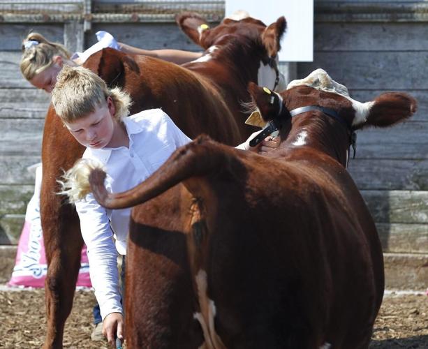 Photos: Cattle call at the annual Peterborough County Cattlemen’s ...