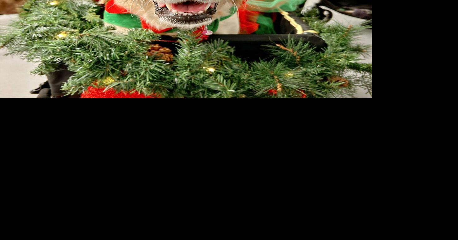 Pets take centre stage at pet pantry event