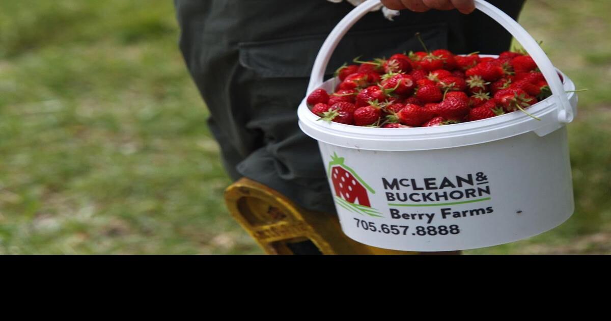 Maggie Savage: Make this jam with fresh Ontario strawberries and chia seed