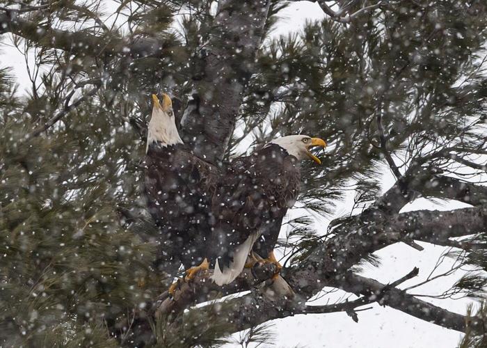 Do animals mourn a loss? The bald eagles grieve