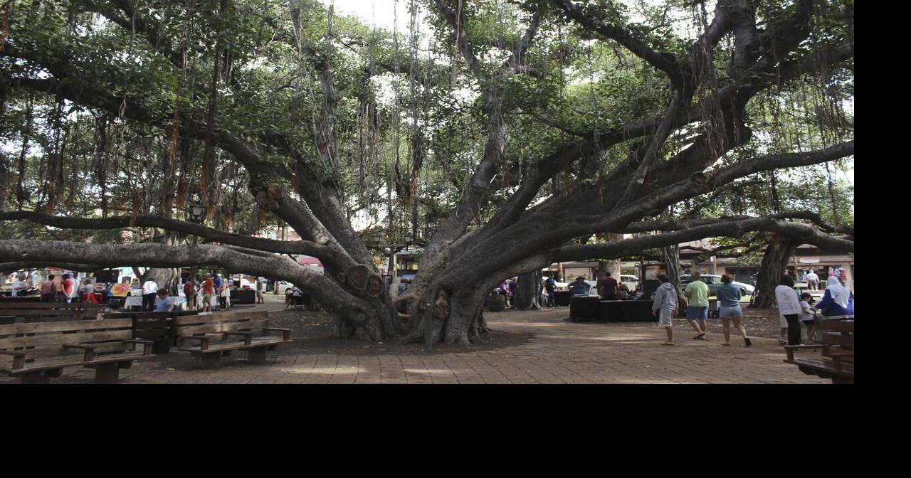 Ring by ring, majestic banyan tree in heart of fire-scorched Lahaina ...