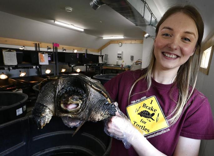 New home for Peterborough’s Ontario Turtle Trauma Centre