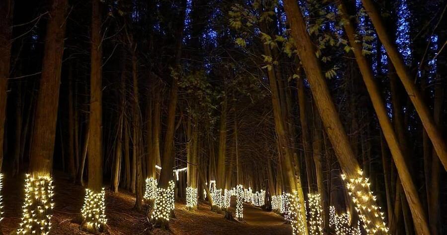 Illuminated Forest at the Ken Reid Conservation Area