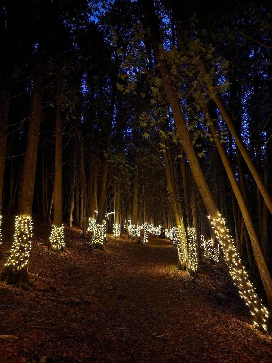 Illuminated Forest at the Ken Reid Conservation Area