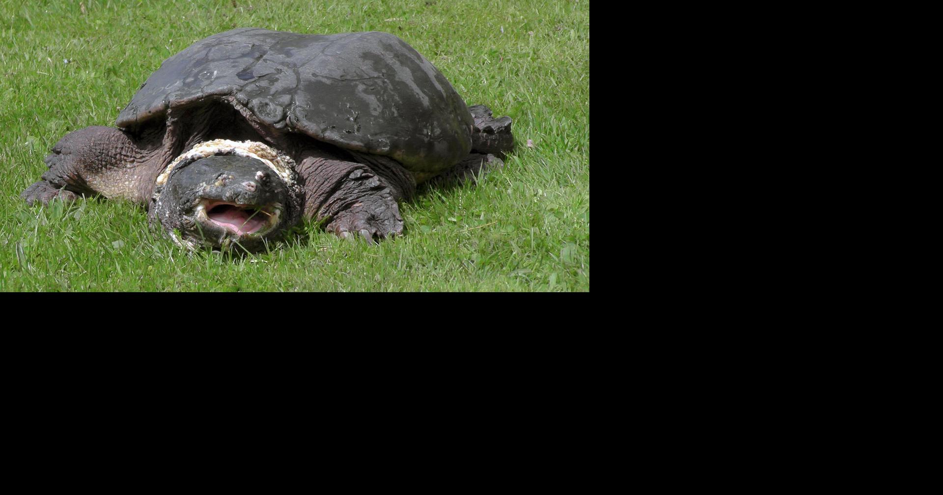 Snapping turtle found frozen in Chemong Lake was released back into the ...