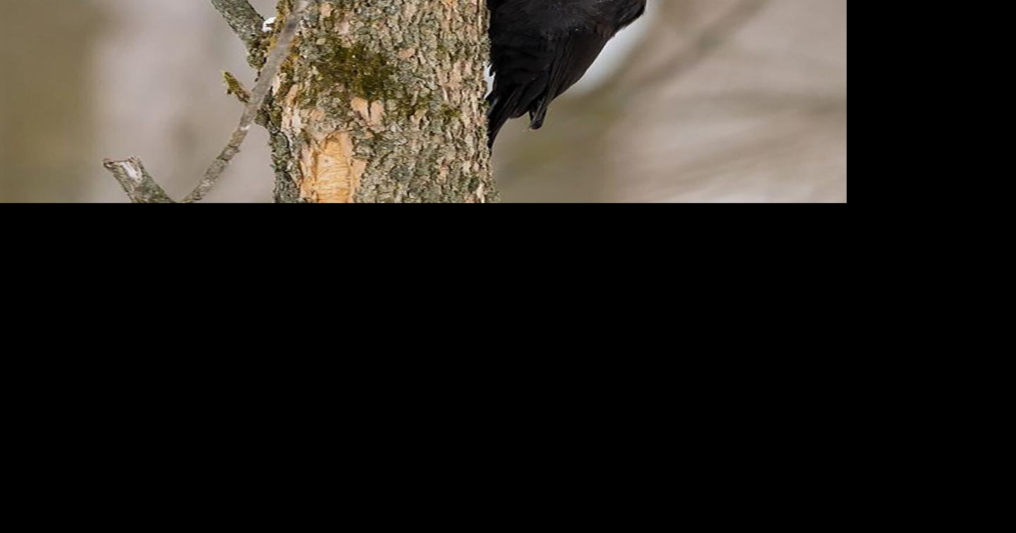Pileated Woodpeckers: Hard at work