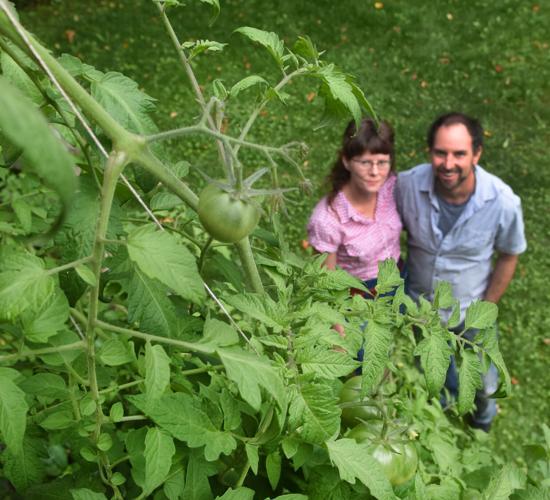 Massive tomato plant takes root near Peterborough