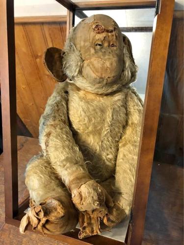 Is 150-year-old ‘haunted monkey’ the best Halloween decor?