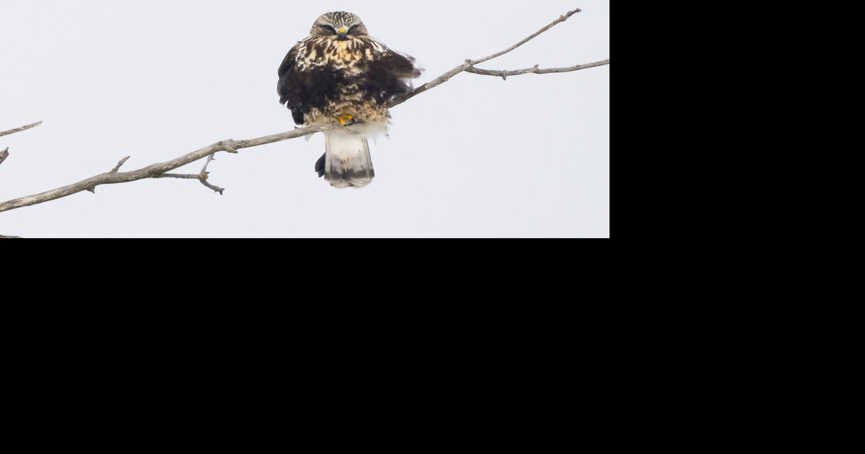 The most beautiful hawk