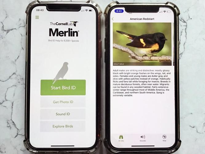Merlin and eBird — Game-changers in birding