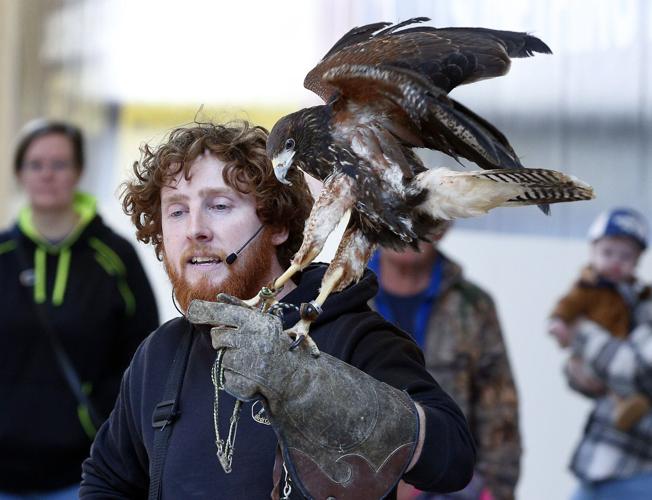 The Eyrie Birds of Prey centre event held at Lansdowne Place