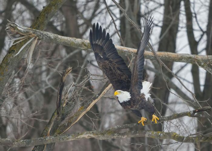 An unexpected eagle encounter