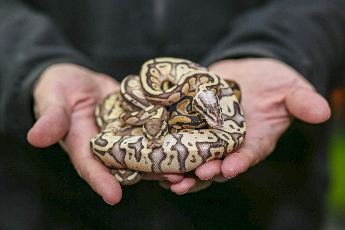 Cabbagetown’s Menagerie Pet Shop offers animals and more