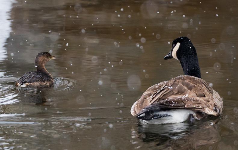Despite its appearance, the pied-billed grebe is definitely not a duck