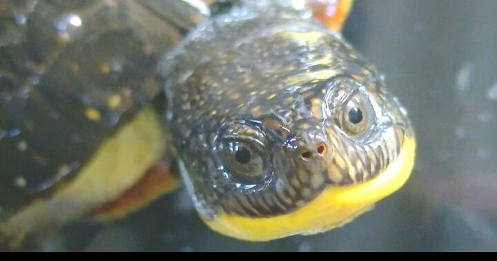 Kawartha Turtle Trauma Centre needs help securing $100,000 prize