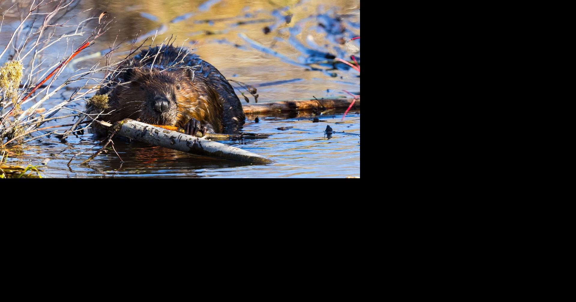 Busy beavers, and their muskrat friend, prepare for fall