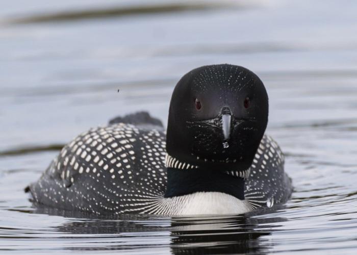 The loon's haunting cry stirs the soul on countless lakes