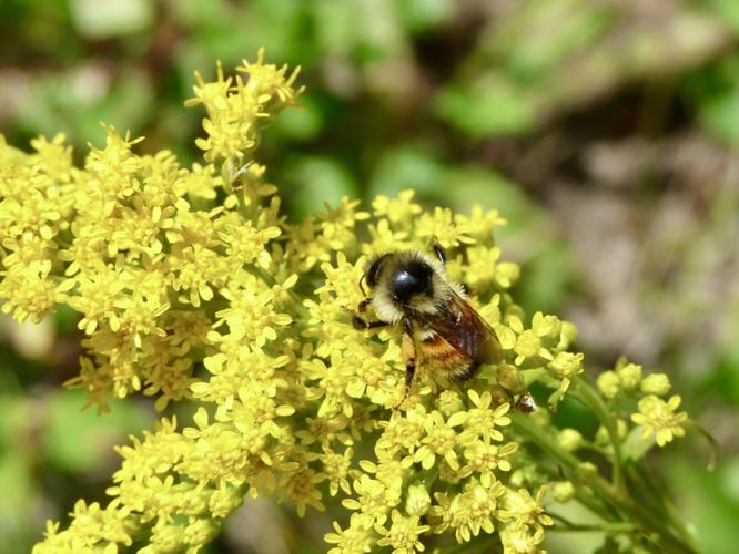 The purple and gold of September