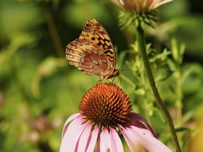 Drew Monkman: Beautiful butterflies are everywhere in Peterborough and ...