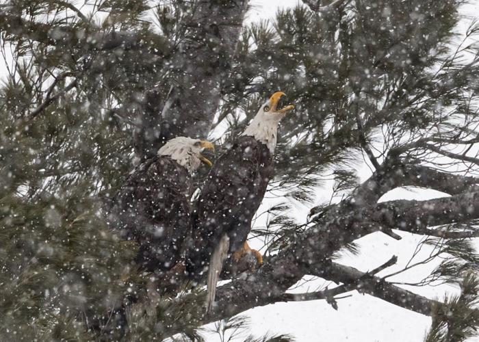Do animals mourn a loss? The bald eagles grieve