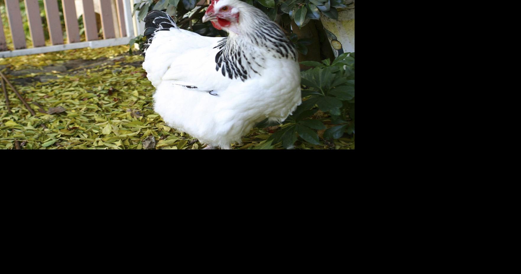 Cambridge backyard chicken pilot project flies out the window