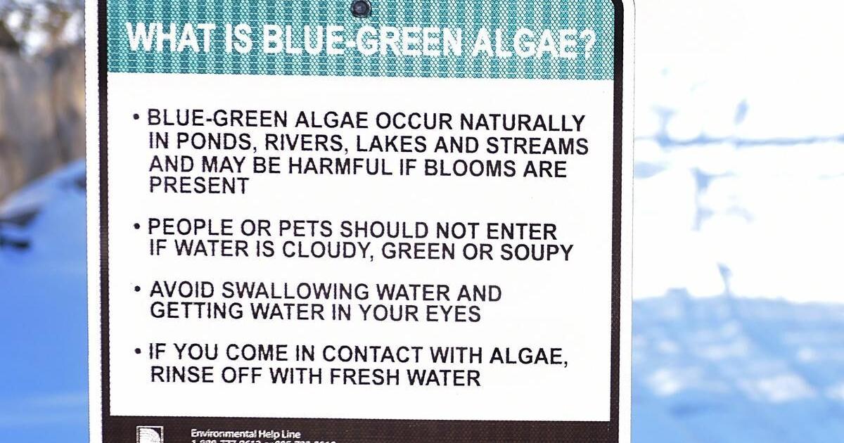 ‘Know the signs of blue-green algae,’ Peterborough Public Health advises
