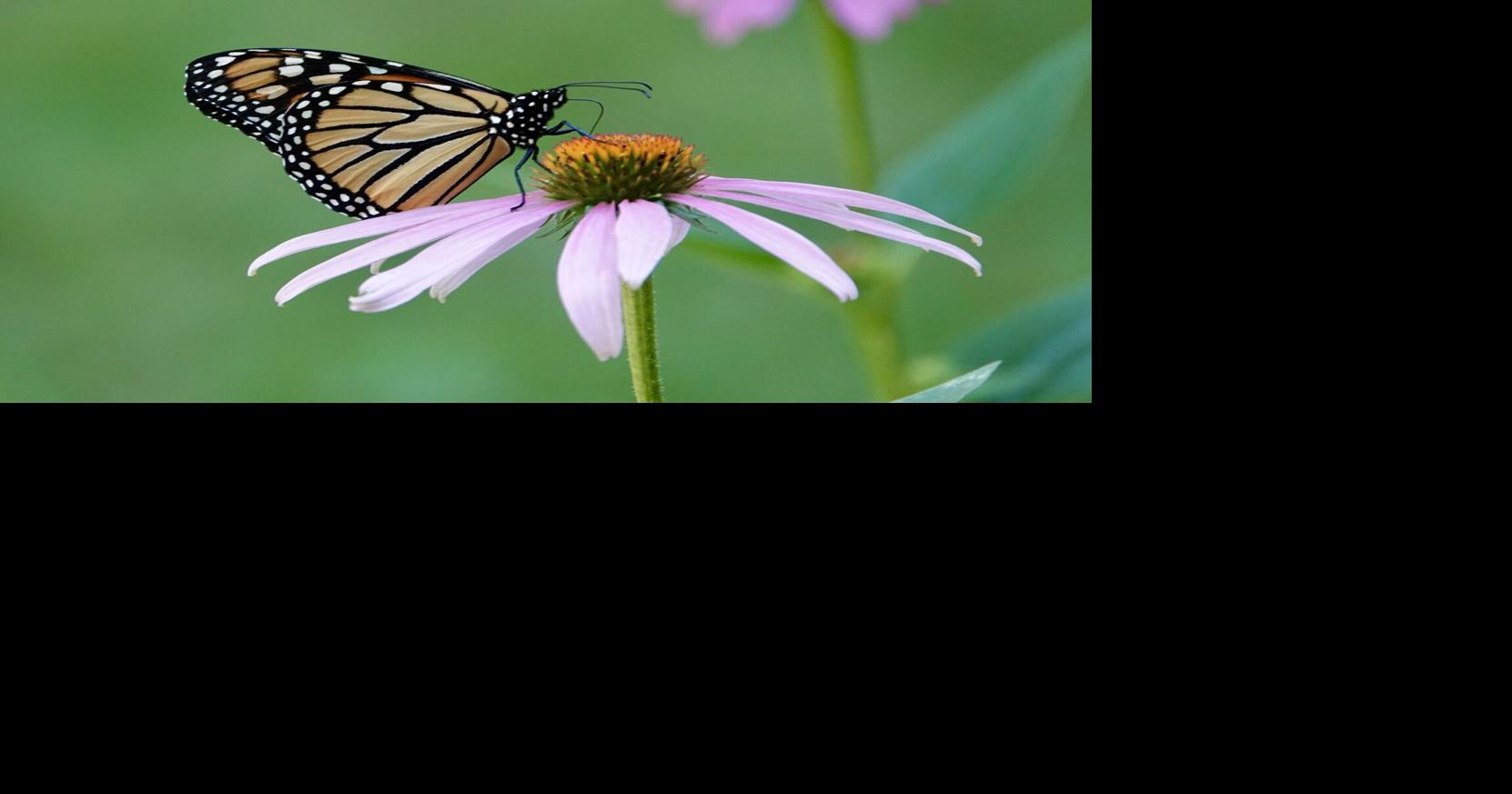 Autumn nature notes for Peterborough and the Kawarthas