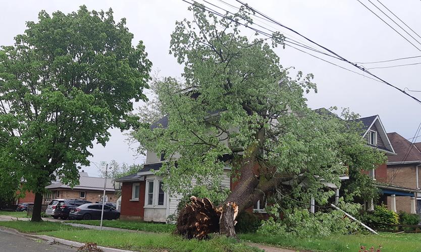 PHOTOS: Severe storm blasts through Peterborough area leaving wake of ...