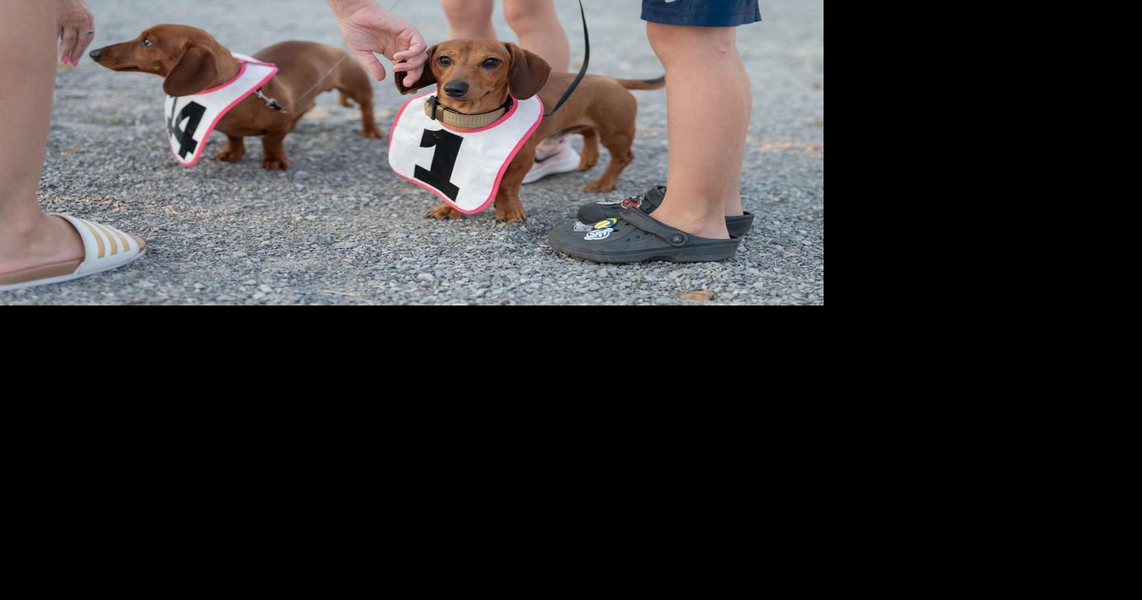 Unique dog racing event returns to Kawartha Downs