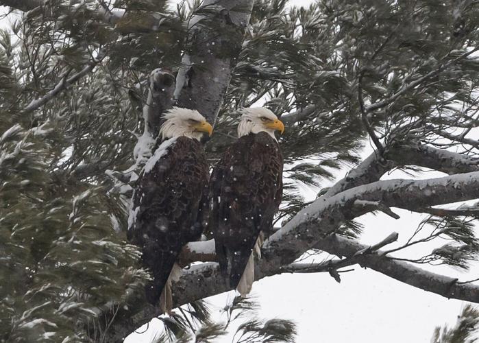 Do animals mourn a loss? The bald eagles grieve