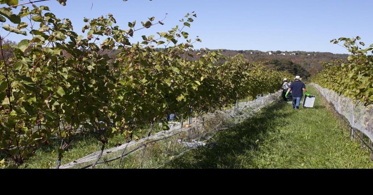 Michael Peterman: Into ‘The Mountain and the Valley’ with Ernest Buckler