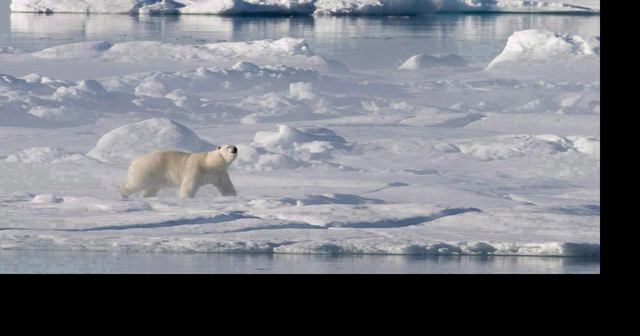 Human activity and climate change cause cascading effects for Arctic ...