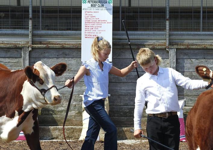 Photos: Cattle call at the annual Peterborough County Cattlemen’s ...