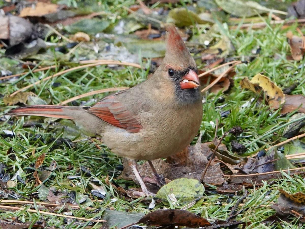 The northern cardinal: Winter’s red flame