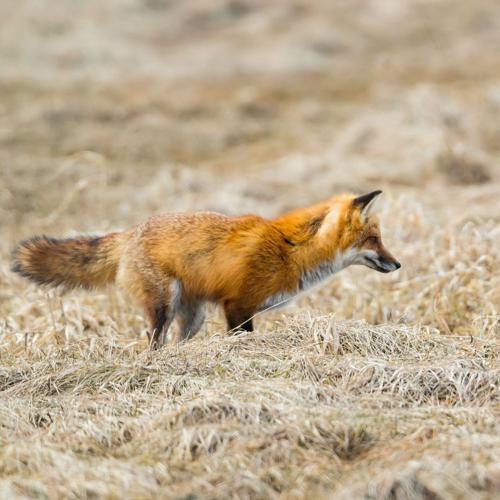 Fox hunt