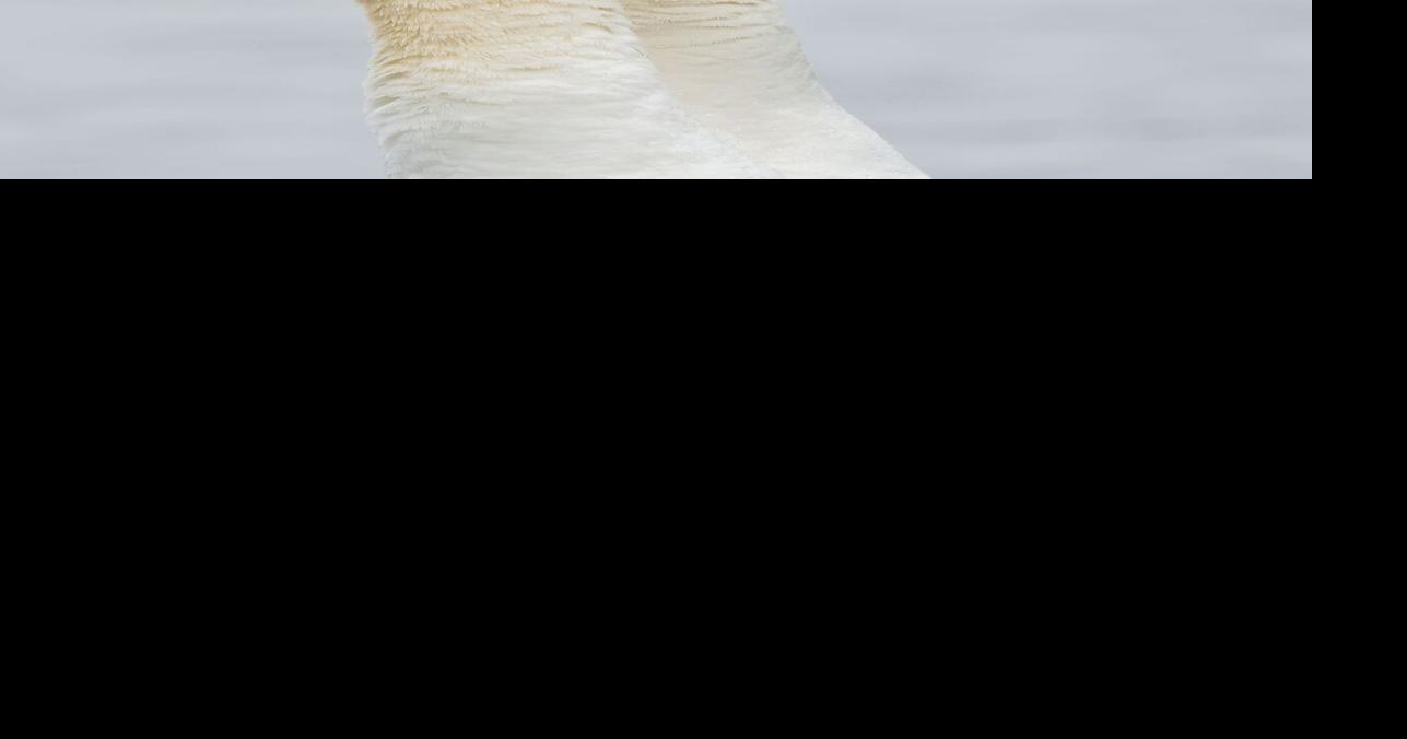 Pair of swans put on an elegant show