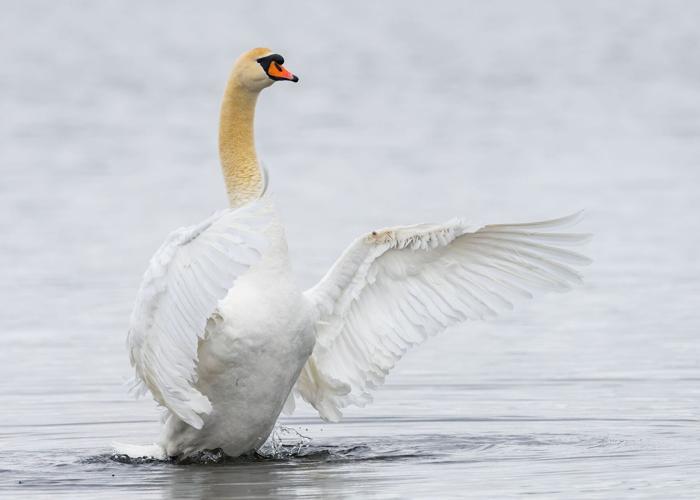 Pair of swans put on an elegant show