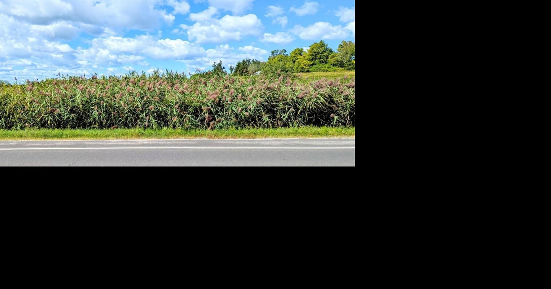 Funding received to address invasive grass
