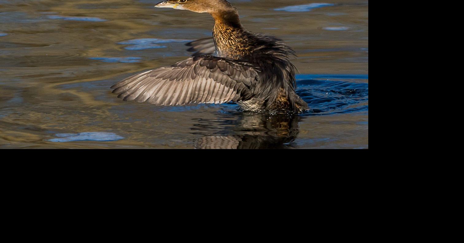 Despite its appearance, the pied-billed grebe is definitely not a duck