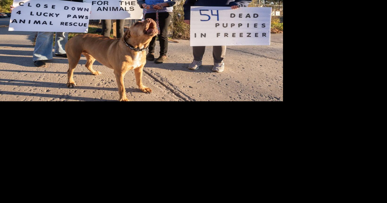 4 Lucky Paws Rescue owner ordered to pay $40,000 in fines
