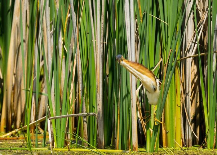 Ellis: The dog days of summer