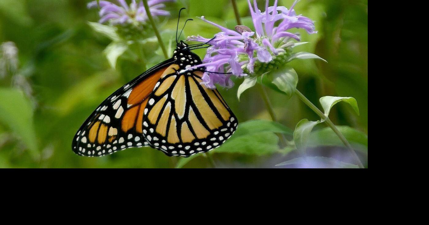 Monarch friendly initiative taking place along Kawartha trail network