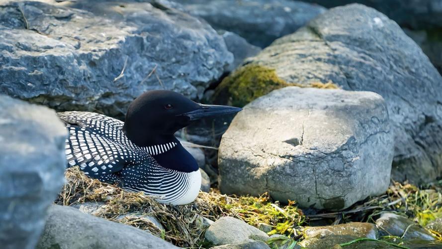 A loon’s odd behaviour