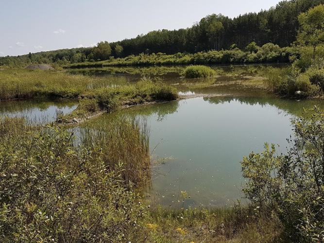 Keep your eyes (and ears) open for the birds of spring
