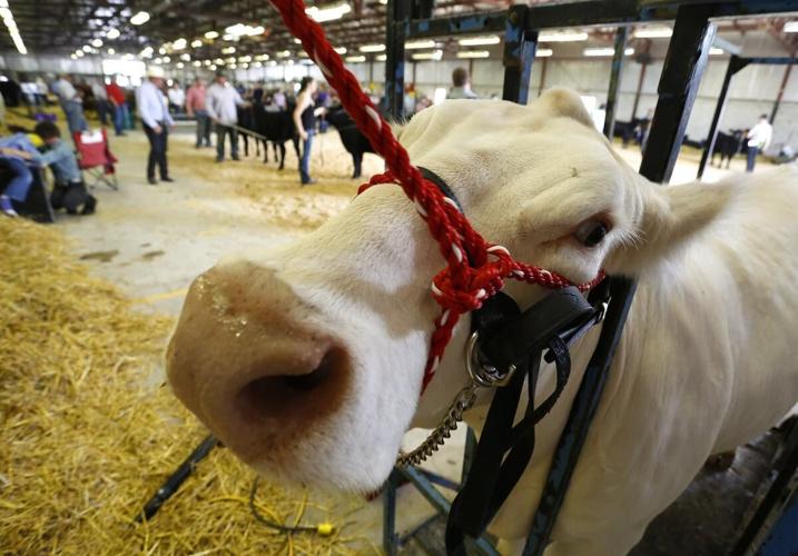 Peterborough Exhibition on downward spiral, with no help from the city ...
