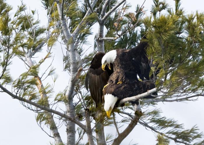 Bald eagle nesting season has begun