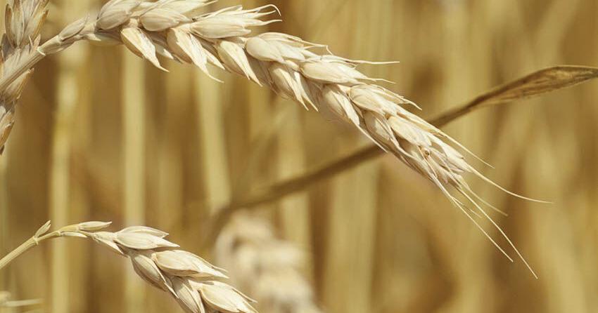 Wheat pioneer David Fife, causeway namesake James Gifford and three ...