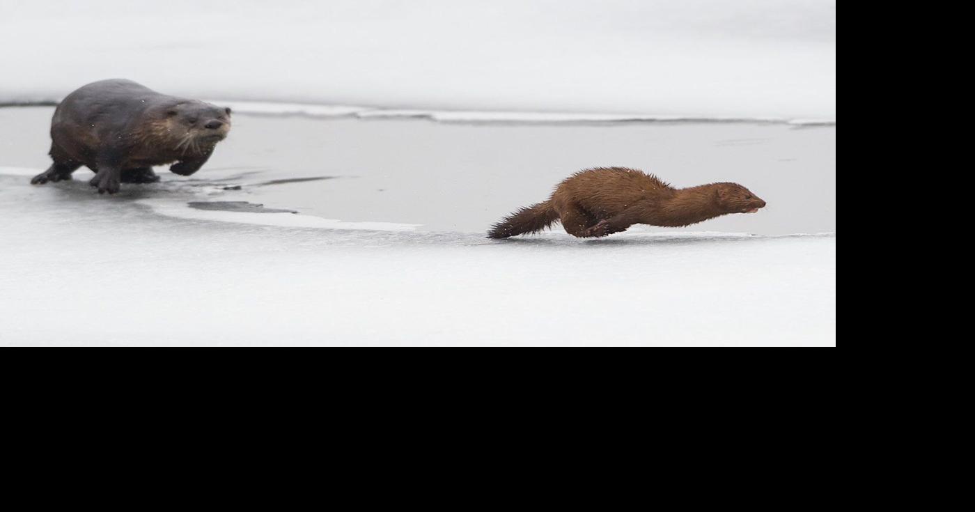 The strange encounter between a skilled otter and a brazen mink