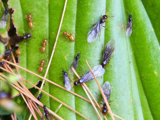 The flying ants of September